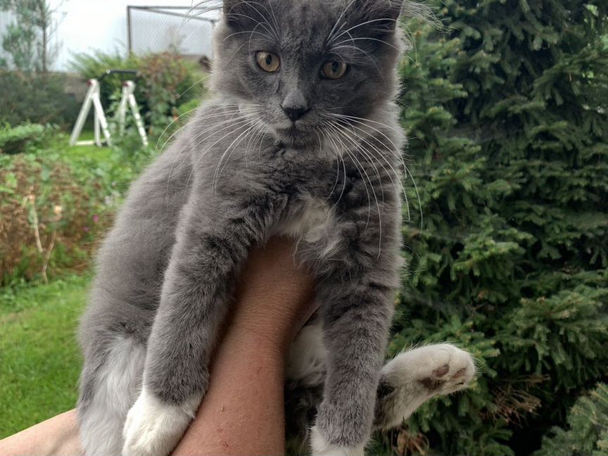Котята в любящие руки