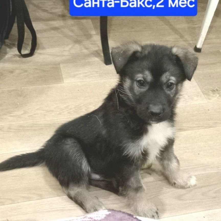 Щенок от частного владельца