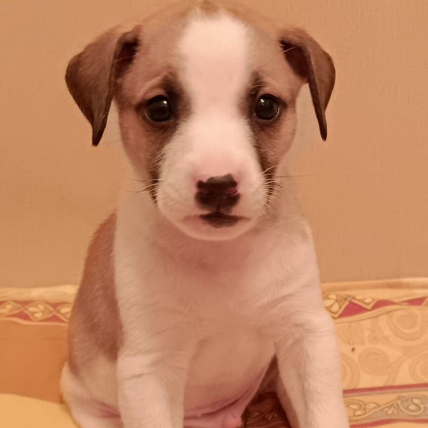 Щенки джек рассел терьер