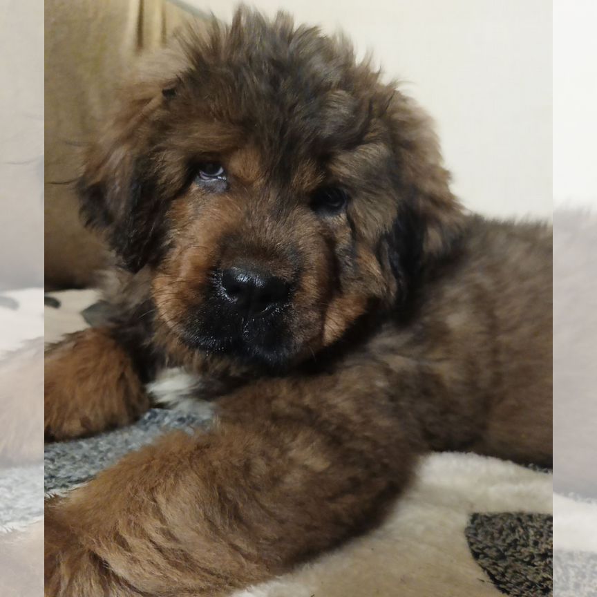 Тибетский мастиф, щенок