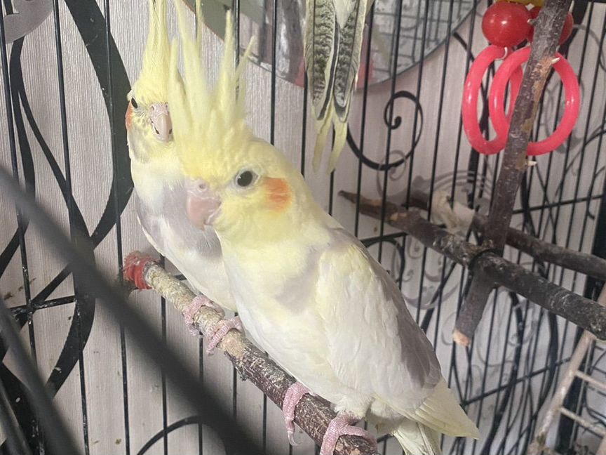 Попугай корелла птенцы 2 месяца