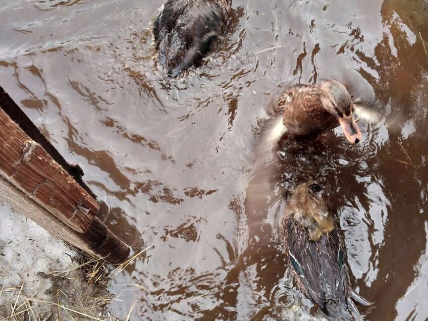 Утка кряквы подсадная