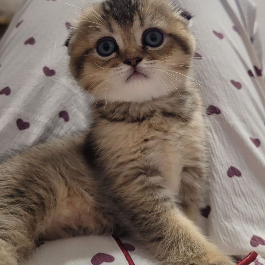 Шотландская шиншилла