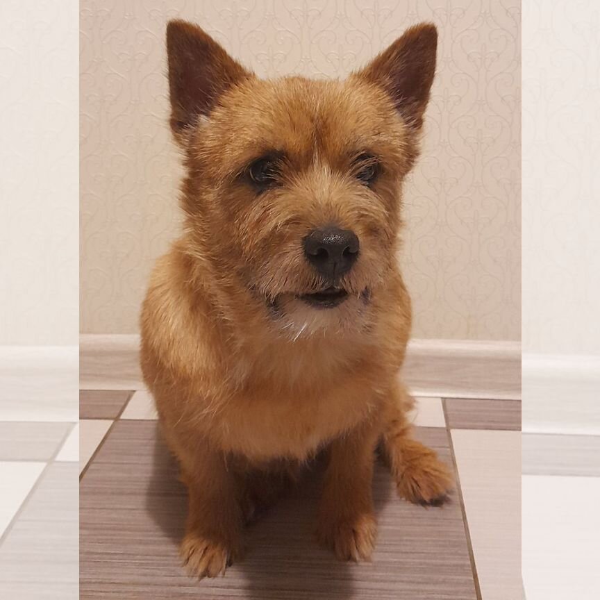 Норвич-терьер, взрослая собака