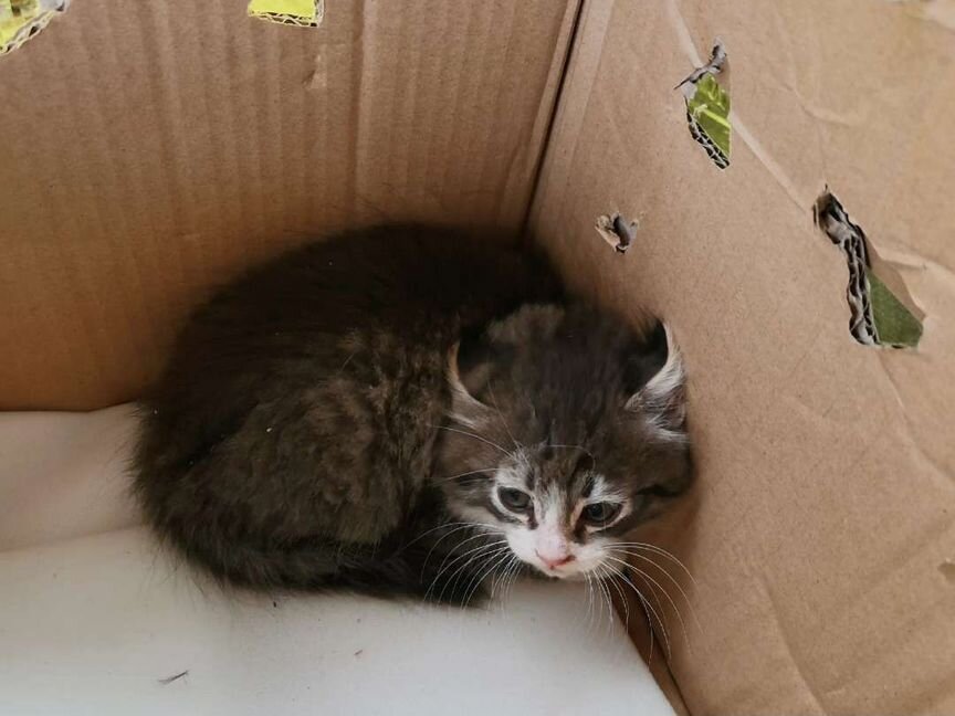 Котята плюс 500 р за каждого на содержание