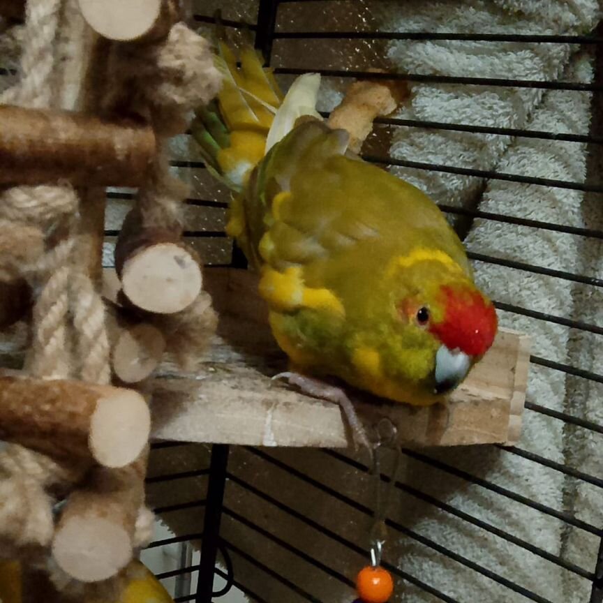 Попугаи какарики