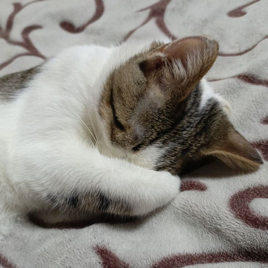 Турецкий ван котёнок