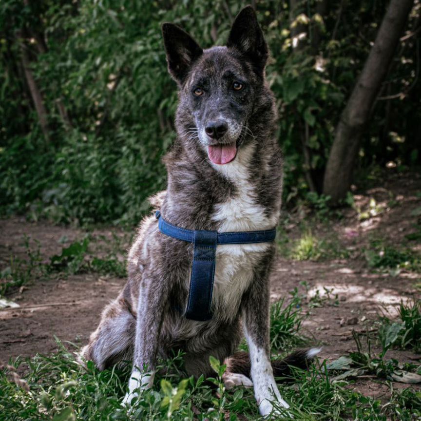 Дине очень одиноко в приюте