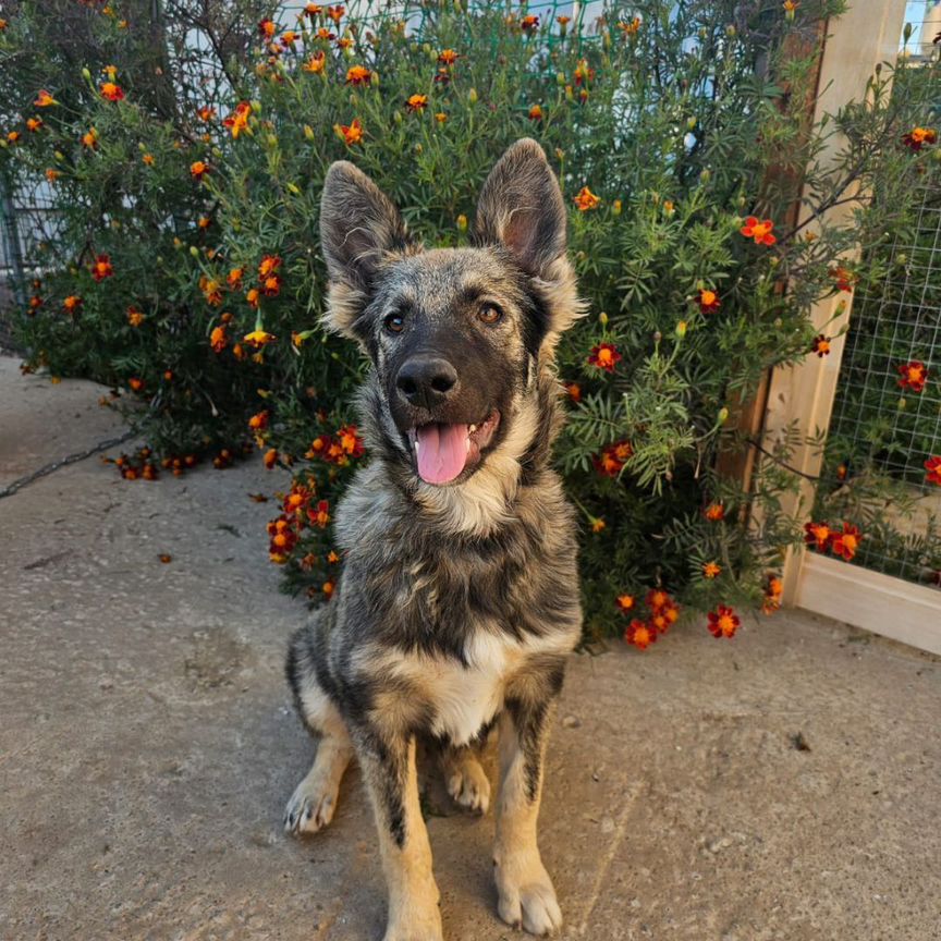 Гердочка ищет дом