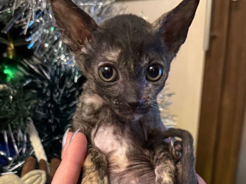 Котята корниш-рекс, кошечки,2 мес