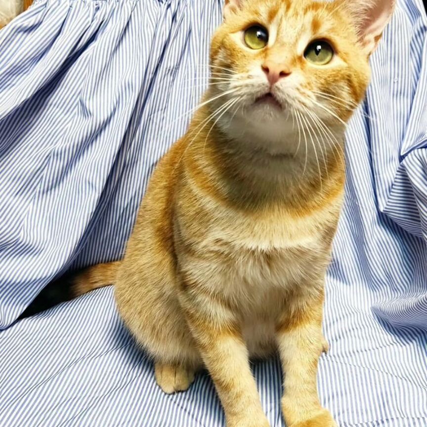 Рыжий Саня ищет дом