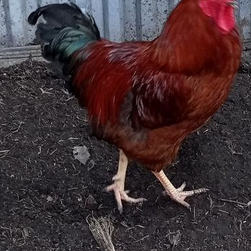 Петух молодой