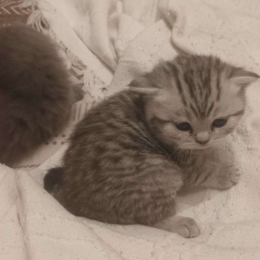 Шотландский вислоухий короткошёрстный котёнок