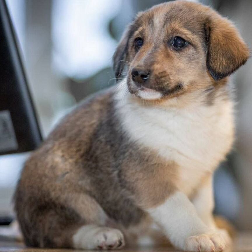 Щенок в добрые руки