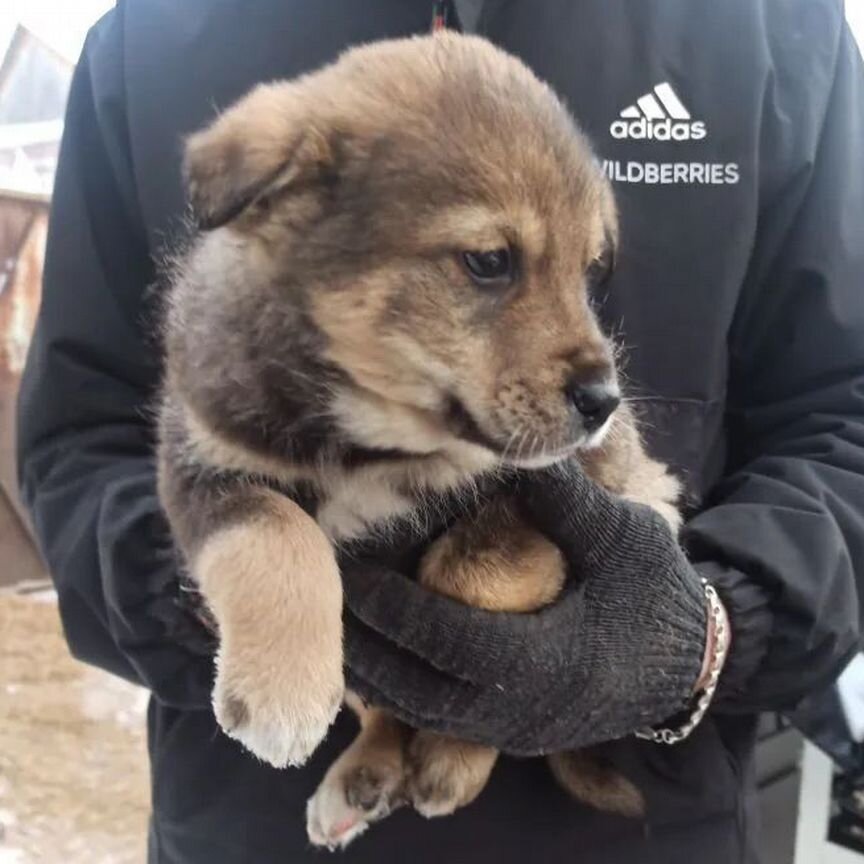 Щенок в добрые руки