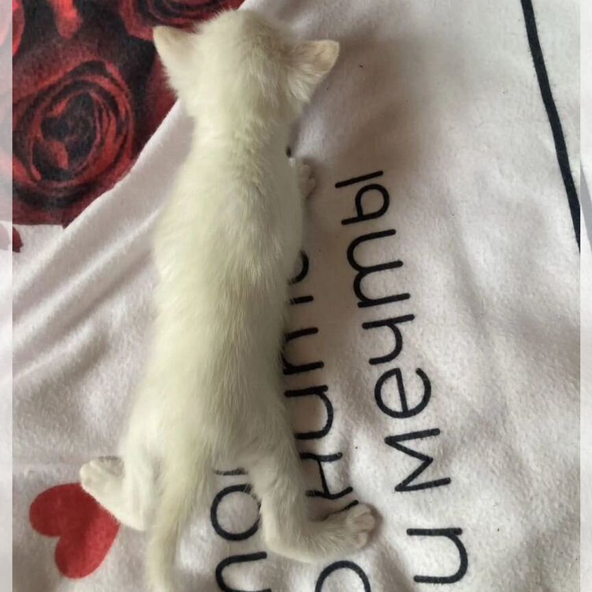Котёнок в добрые руки