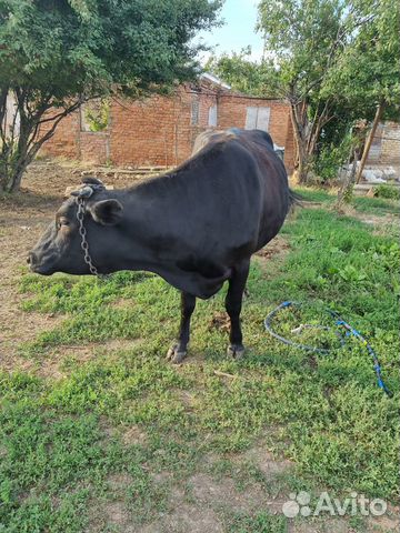 Продам тёлку на мясо