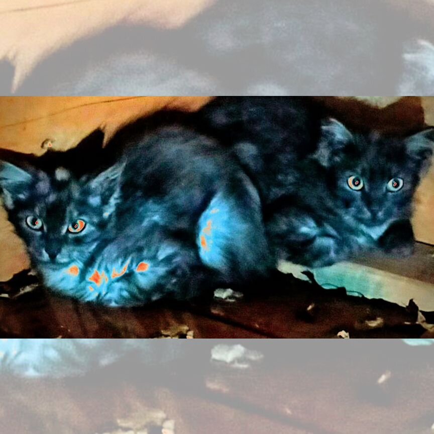 Котята