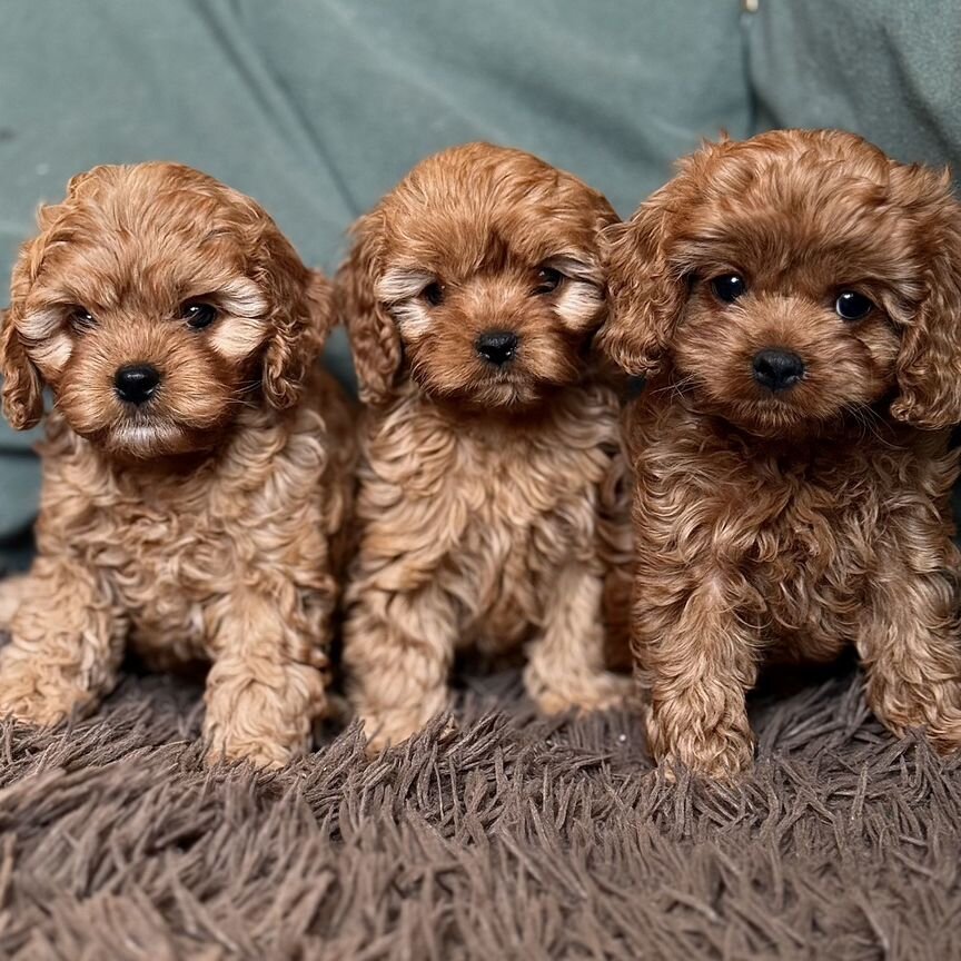 Кавапу, щенок