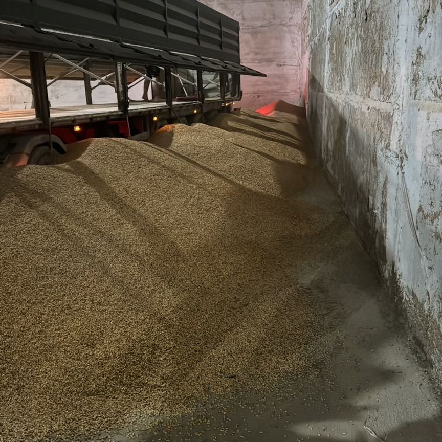 Кукуруза оптом и розницу