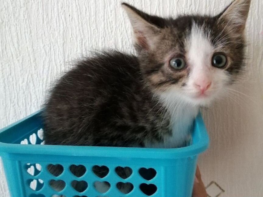 Котенок мальчик 1, 5 месяца