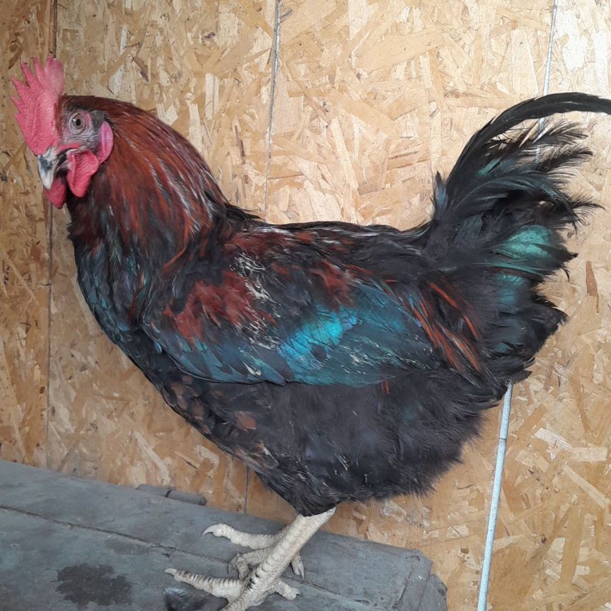 Молодые петухи