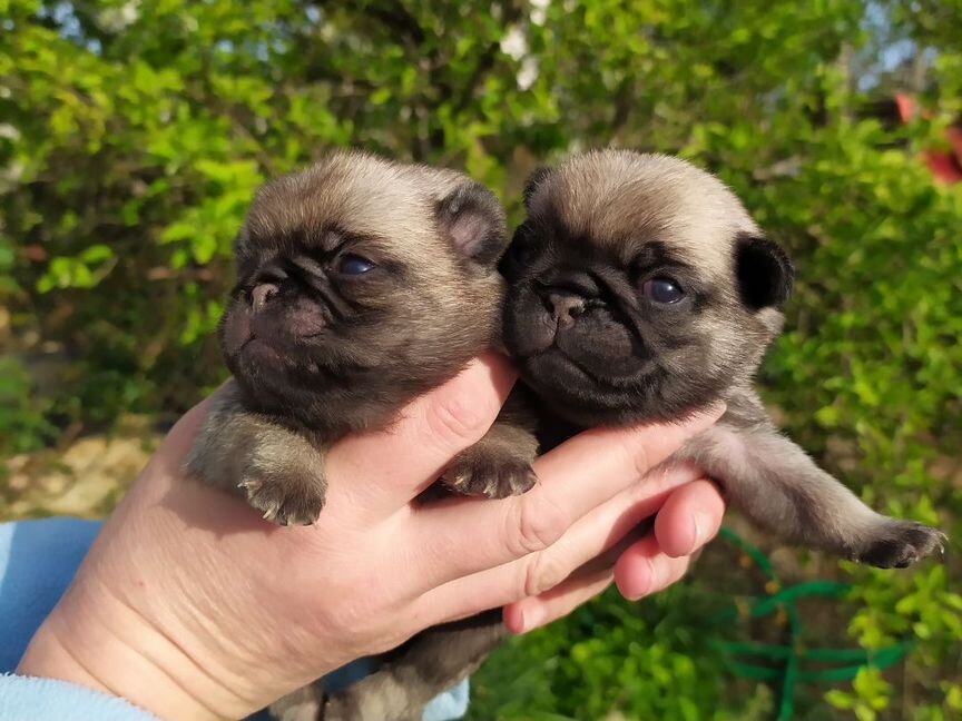 Щенки мопса