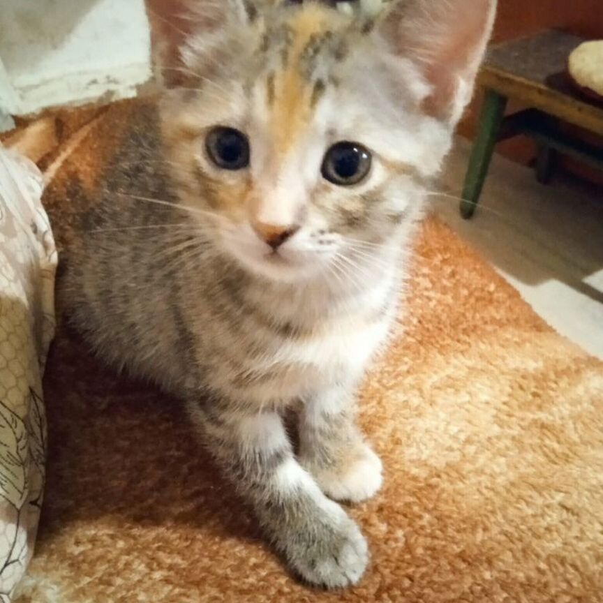 Котёнок и кошка