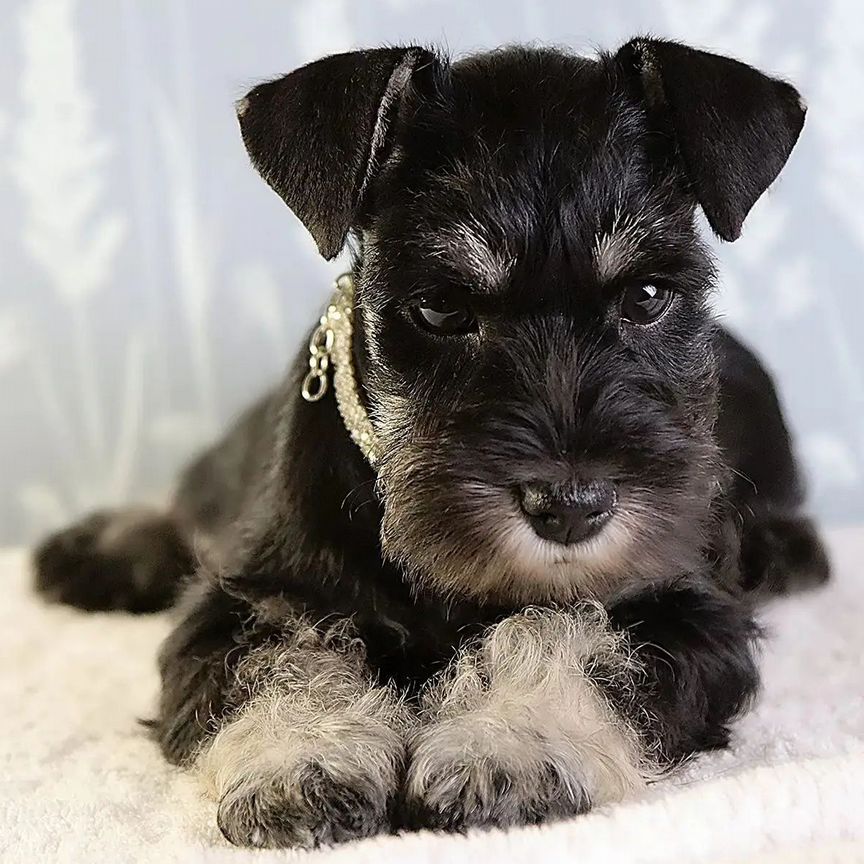 Цвергшнауцер, щенок