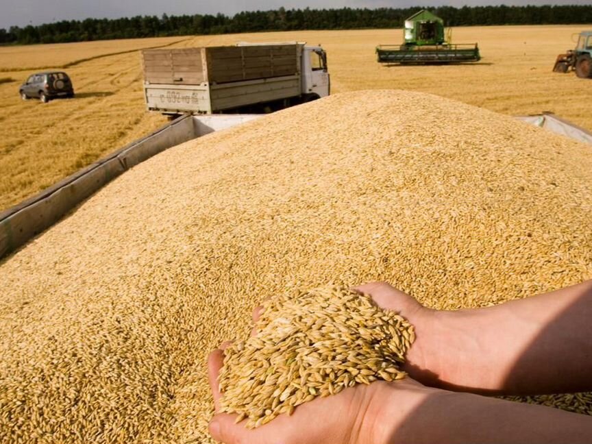Продам зерно: овёс, ячмень, пшеница, рожь
