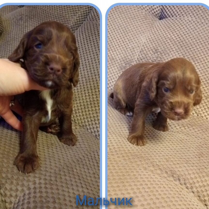 Щенки русского спаниеля