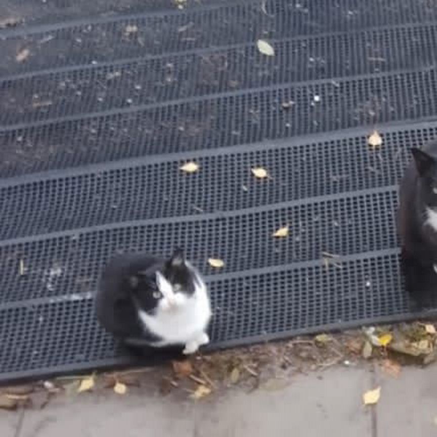 Котёнок от кошки-массажист