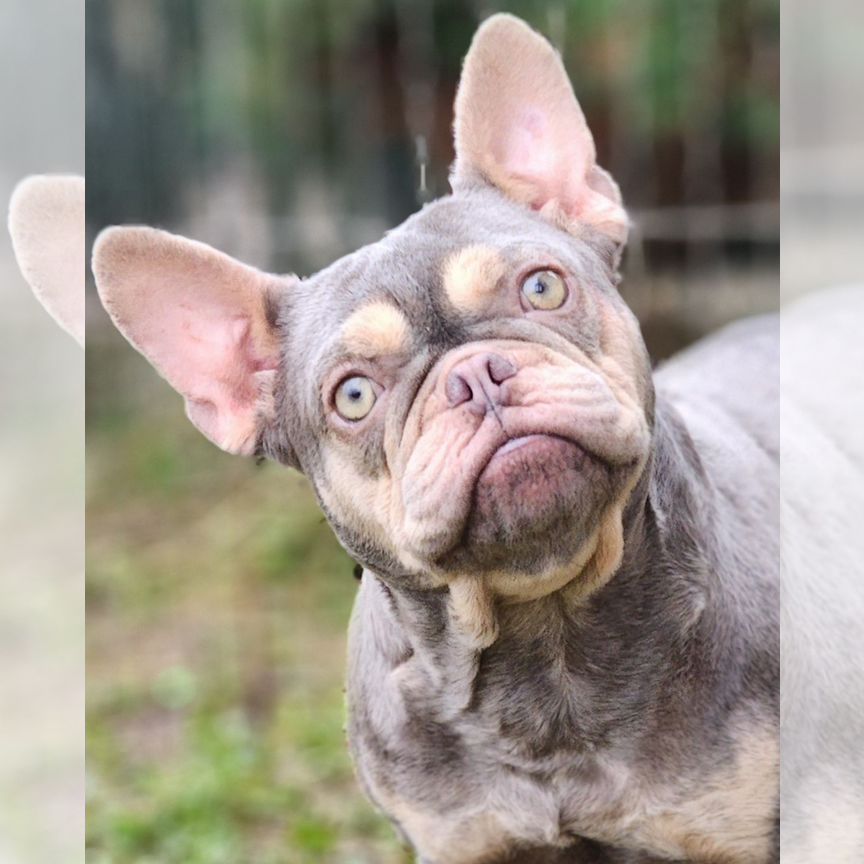 Французский бульдог девочка
