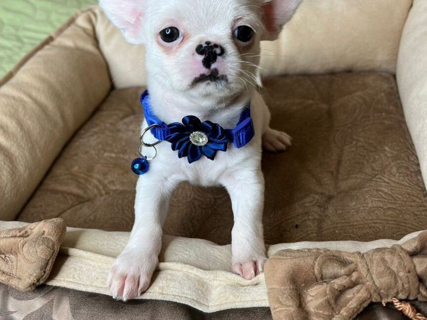 Щенки чихуахуа большой выбор окрасов