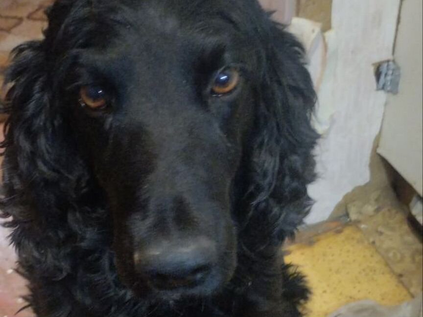 Русский спаниель вязка