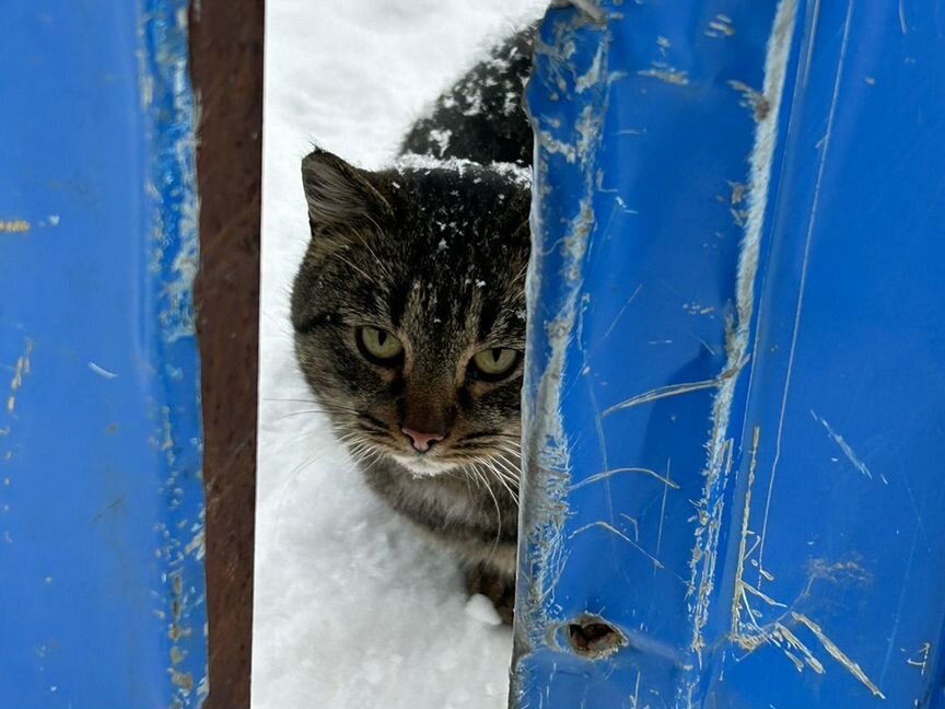 Ручной молоденький кот ищет дом