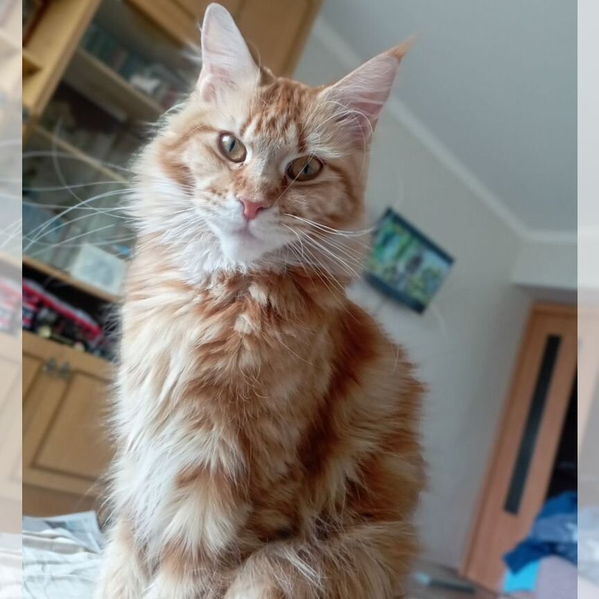 Мейн-кун котёнок