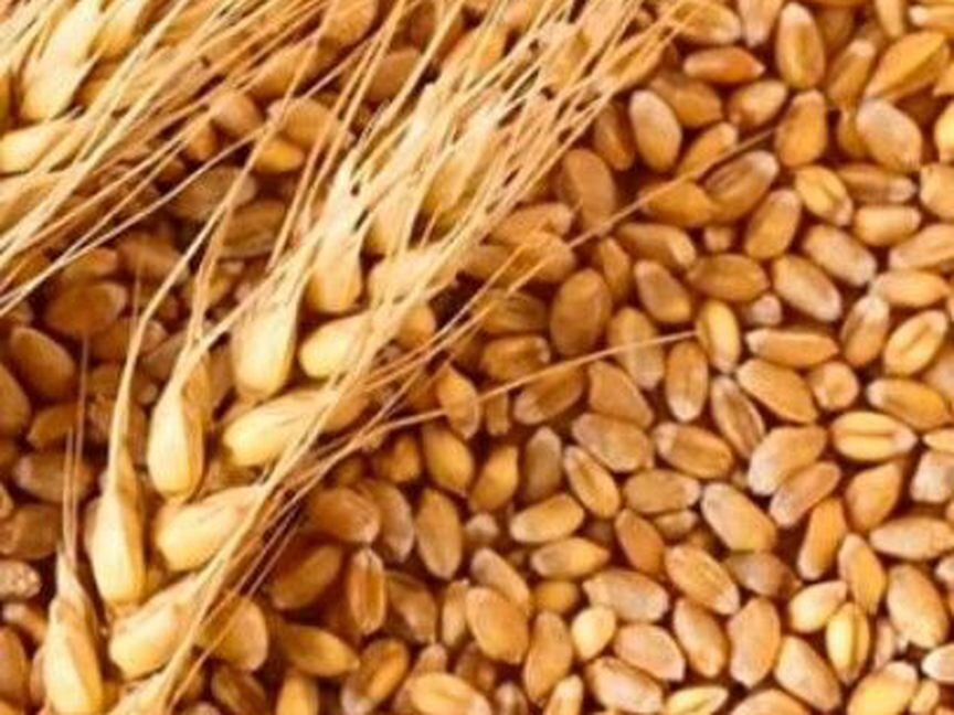 Зерно пшеница ячмень кукуруза
