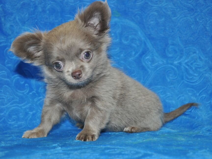 Лиловая пушистая красавица