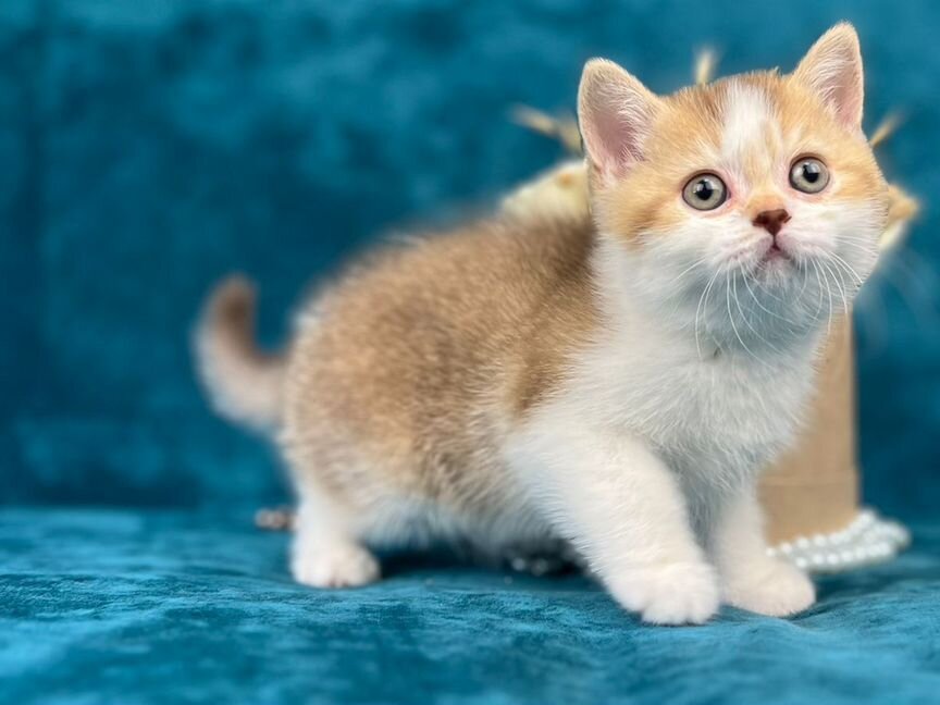 Британский котенок