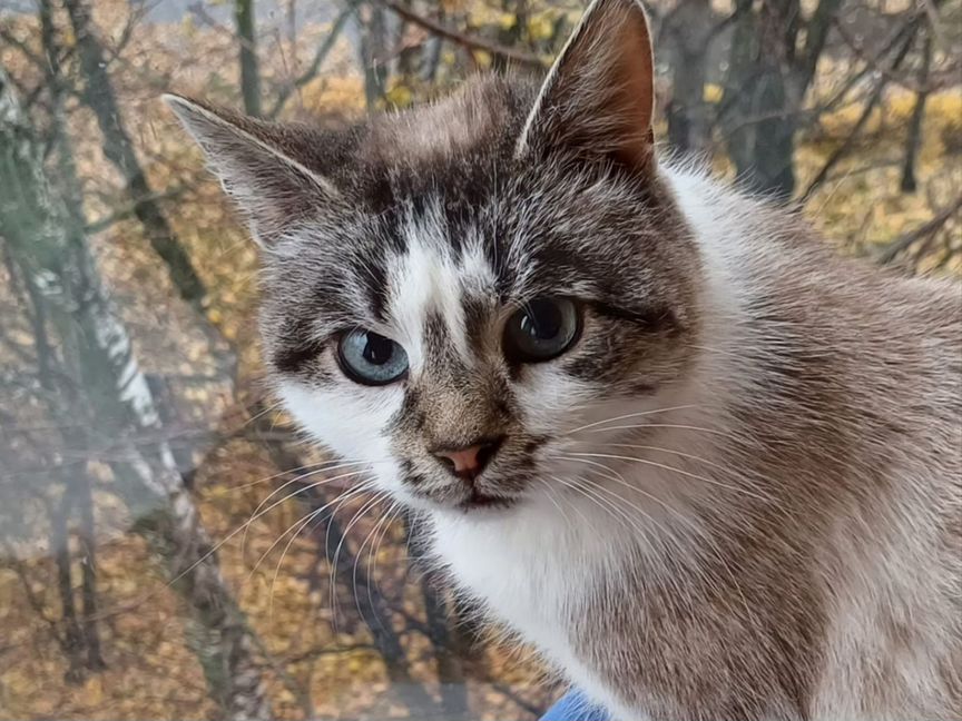 Красавица Алиса, кошка ищет дом