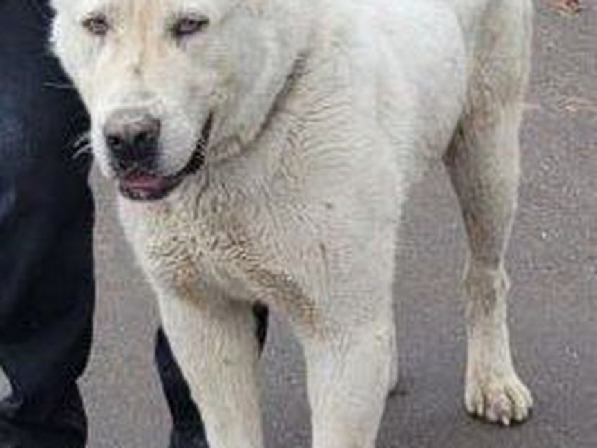 Найден Алабай