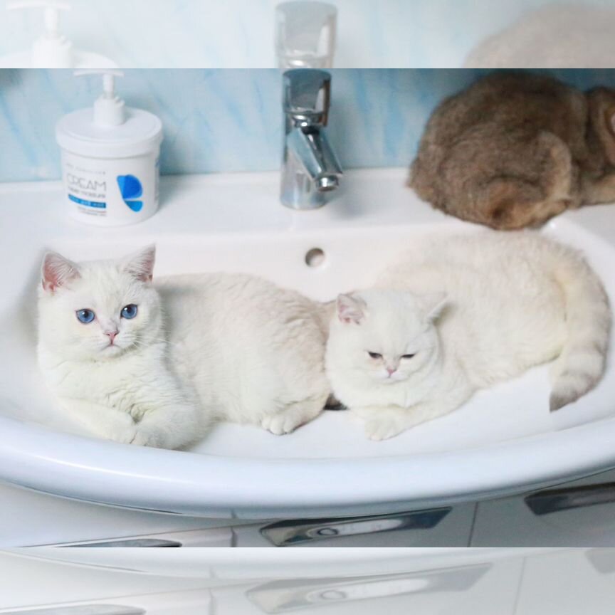 Британская шиншилла ns 1233 синеглазые