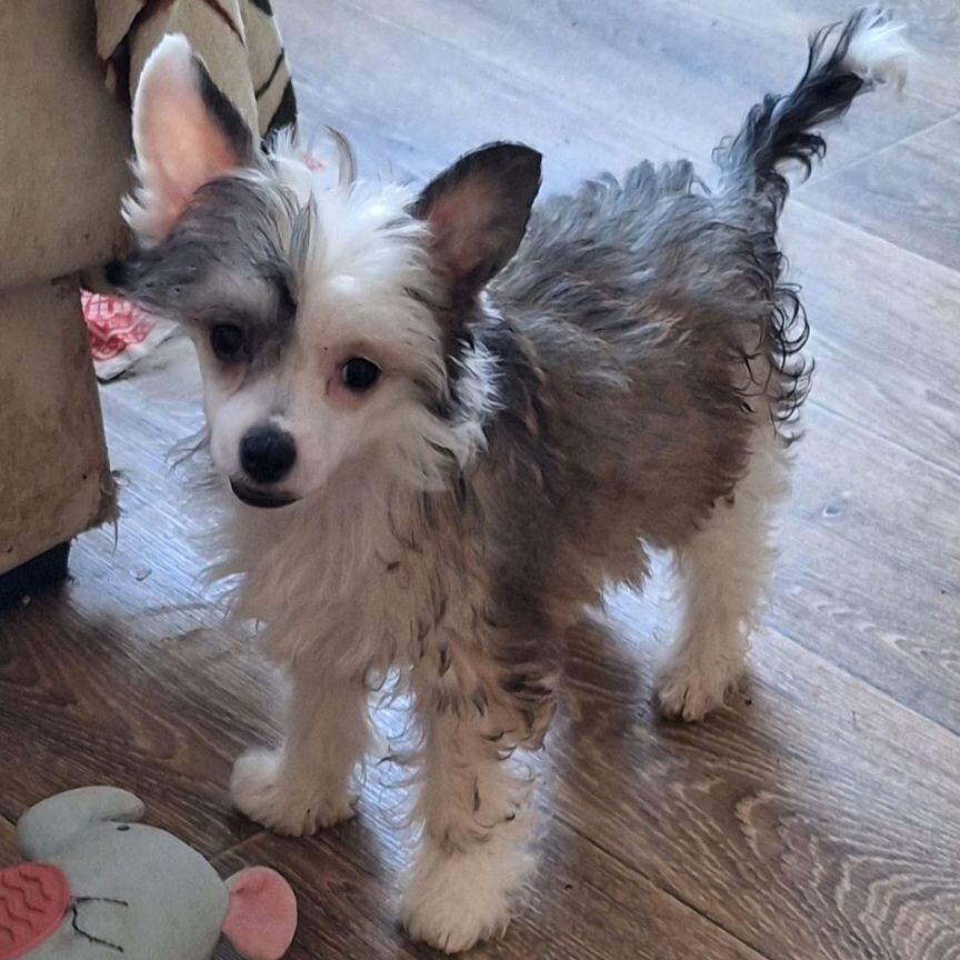 Китайская хохлатая, щенок