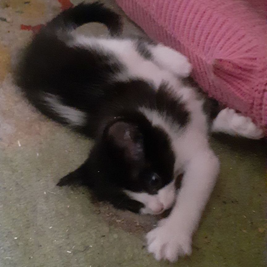 Кошечка