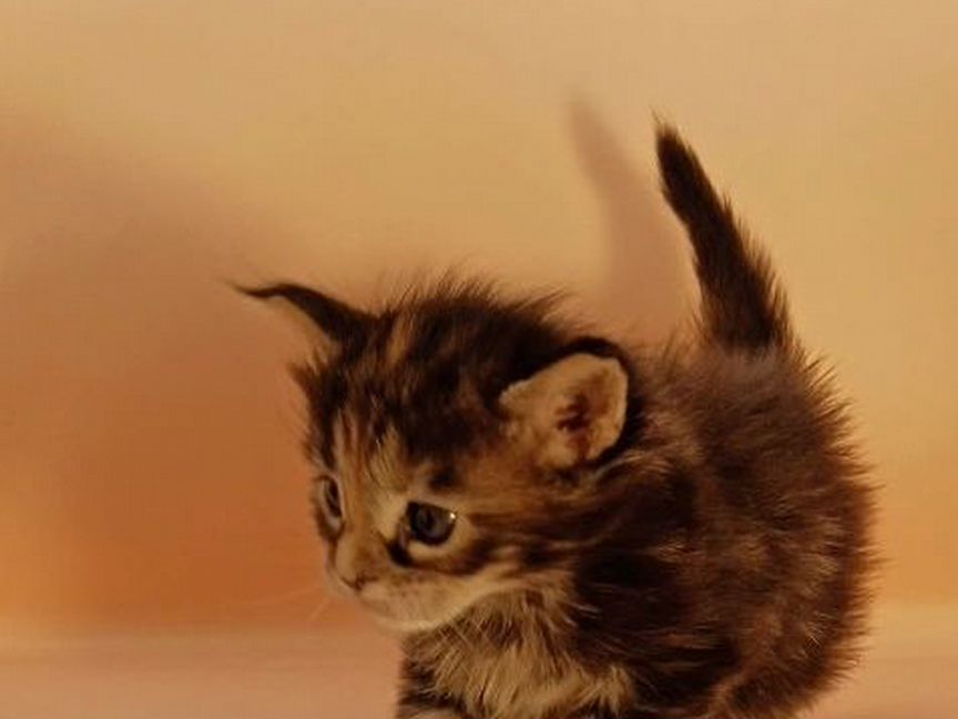 Котята мейн-кун