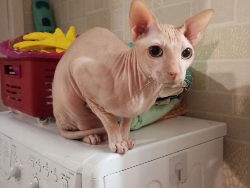 Сфинкс (помесь донского и канадского)