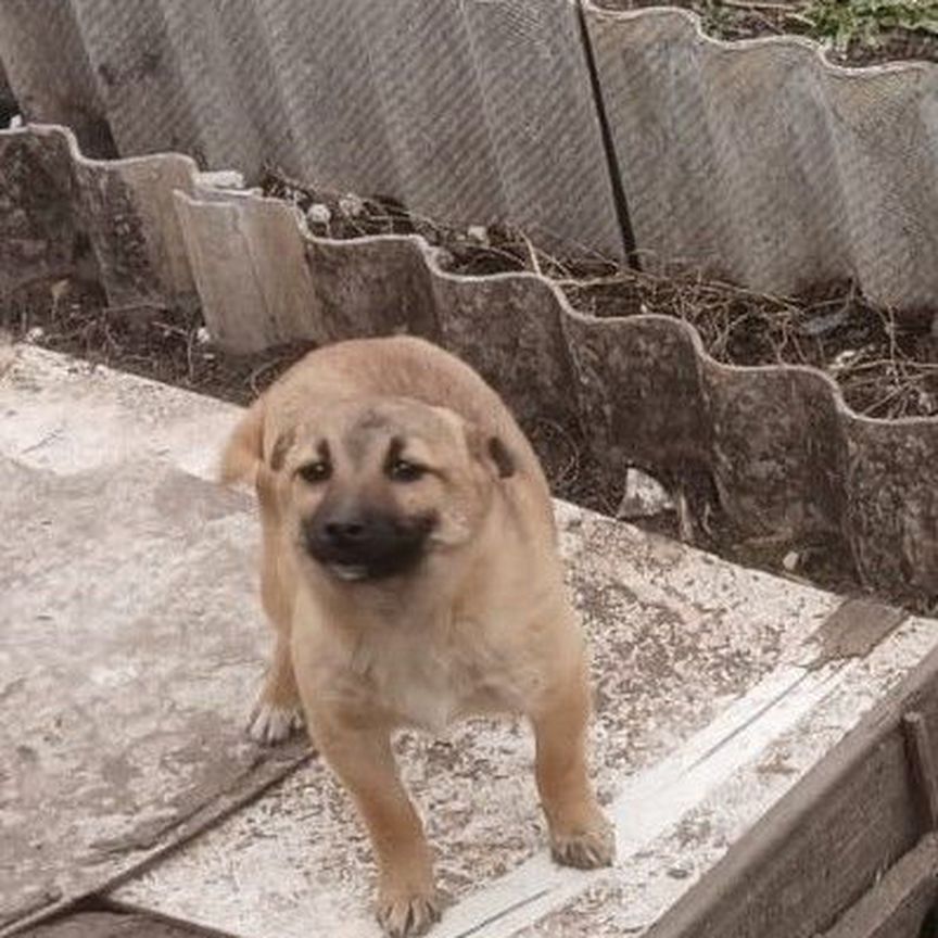Собака в добрые руки мальчик