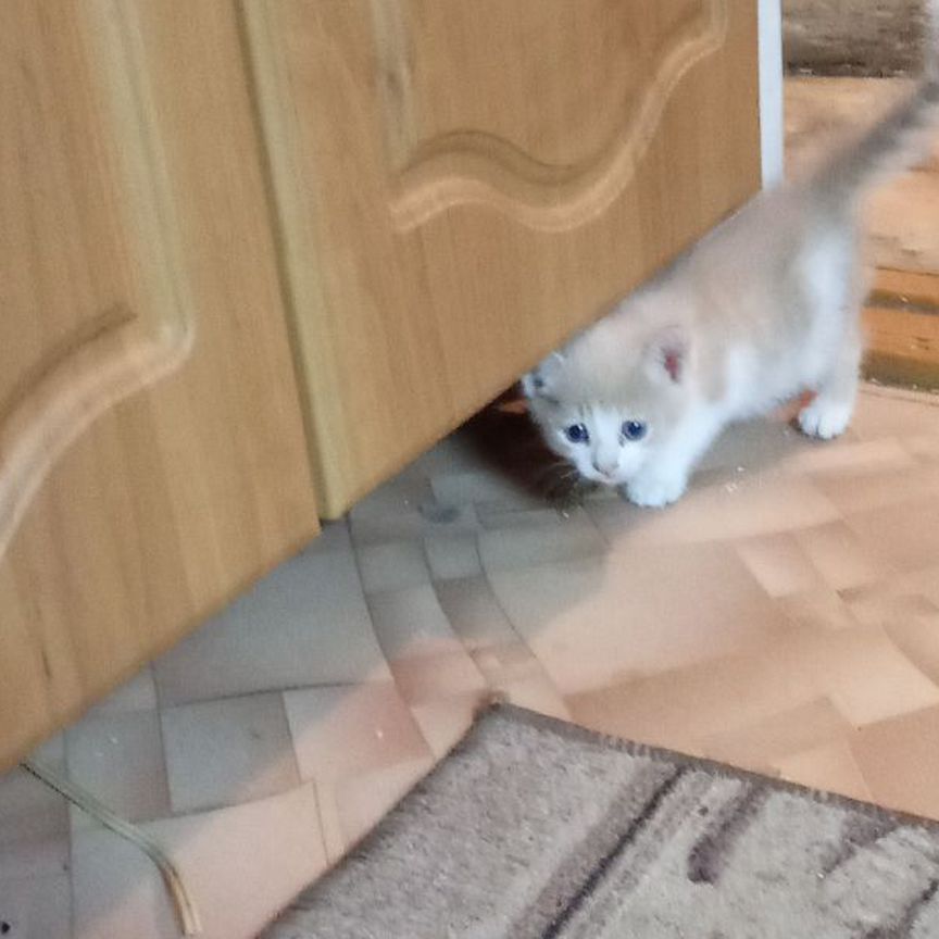 Отдам даром кошечку