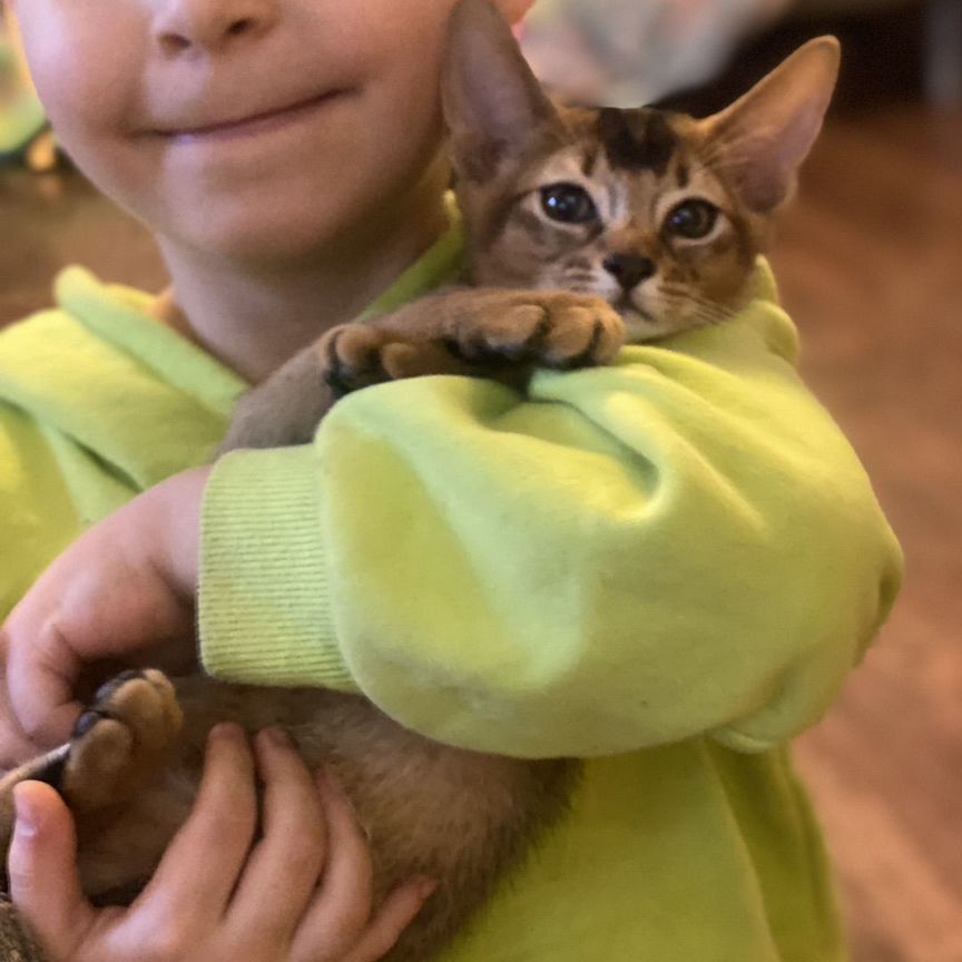 Абиссинские котята